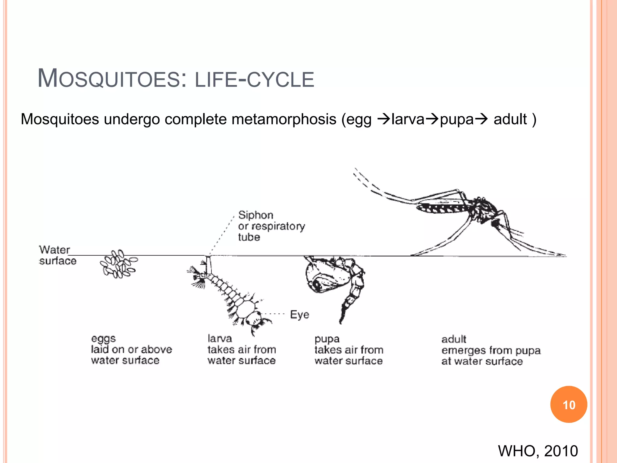 Mosquitoes vectors of malaria and their control | PPTX