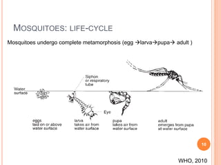 Mosquitoes vectors of malaria and their control | PPTX