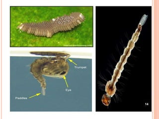 Mosquitoes vectors of malaria and their control | PPTX