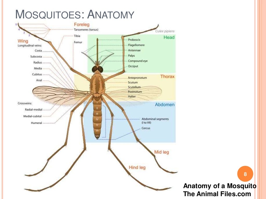 Mosquitoes vectors of malaria and their control