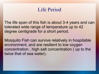 Mosquito fish | ODP