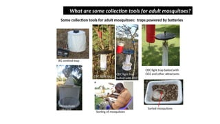 Mosquito identification the characters used in identification in ...