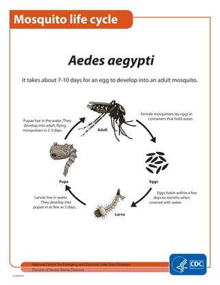 Mosquito lifecycle | PDF