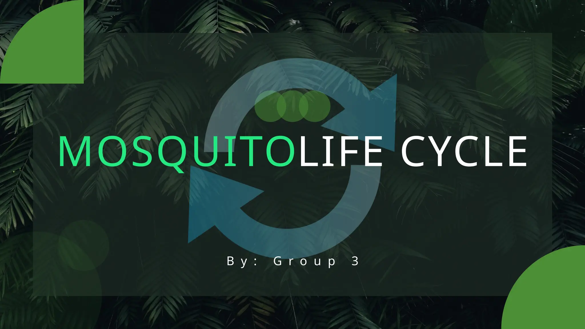 Four stages of a Mosquito life Cycle PPT.pptx by | PPTX