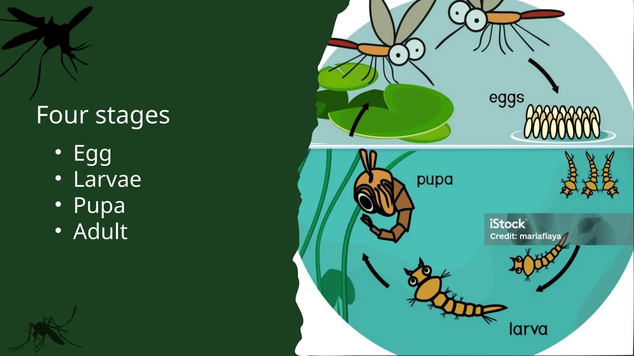 Four stages of a Mosquito life Cycle PPT.pptx by | PPTX