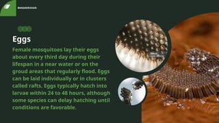 Four stages of a Mosquito life Cycle PPT.pptx by | PPTX