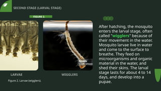 Four stages of a Mosquito life Cycle PPT.pptx by | PPTX