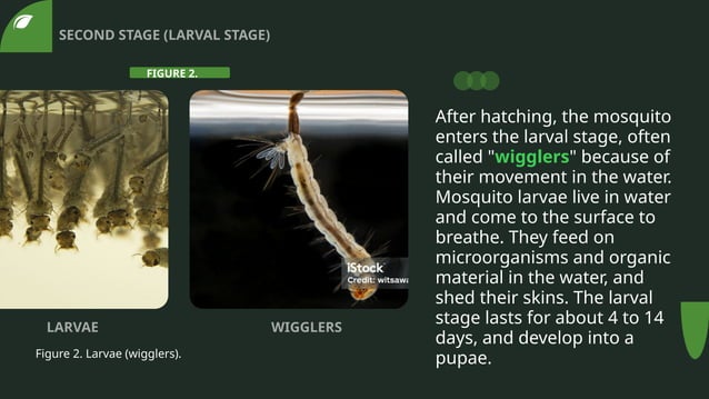 Four stages of a Mosquito life Cycle PPT.pptx by | PPTX