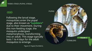 Four stages of a Mosquito life Cycle PPT.pptx by | PPTX