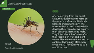 Four stages of a Mosquito life Cycle PPT.pptx by | PPTX
