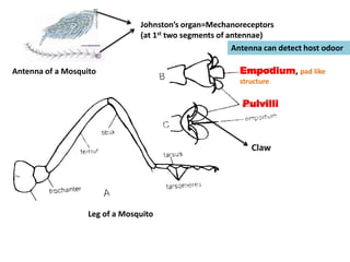 Mosquito presentation, Md Abdul Alim, Chittagong Veterinary and Animal ...
