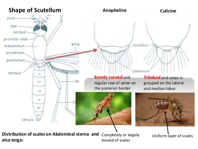 Mosquito presentation, Md Abdul Alim, Chittagong Veterinary and Anima…
