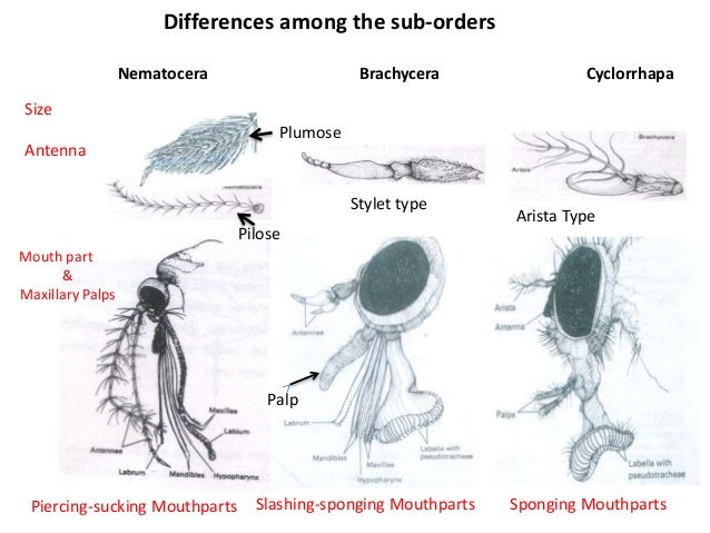 Mosquito presentation, Md Abdul Alim, Chittagong Veterinary and Anima…