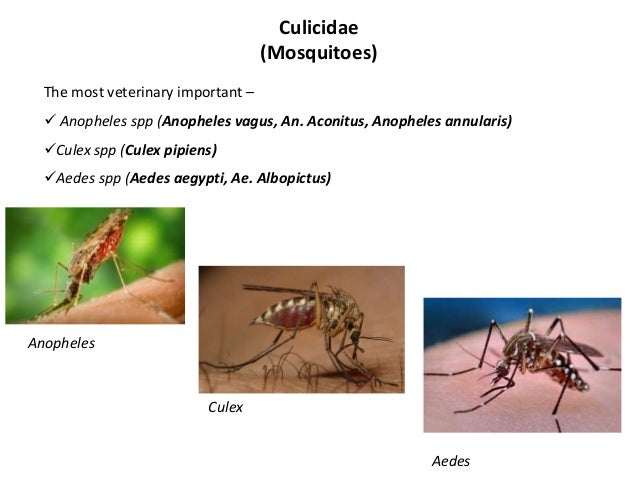 Anopheles Culex