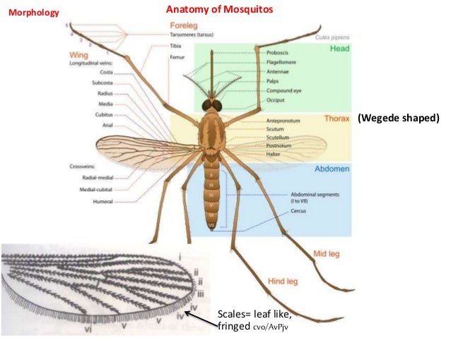 Mosquito presentation, Md Abdul Alim, Chittagong Veterinary and Anima…