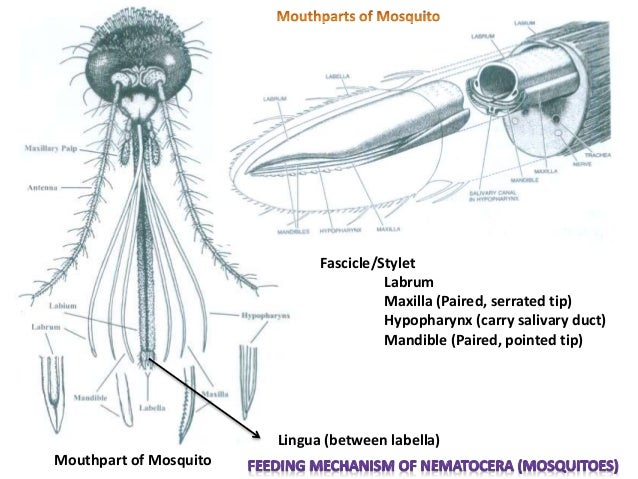 Mosquito Pupa Anatomy