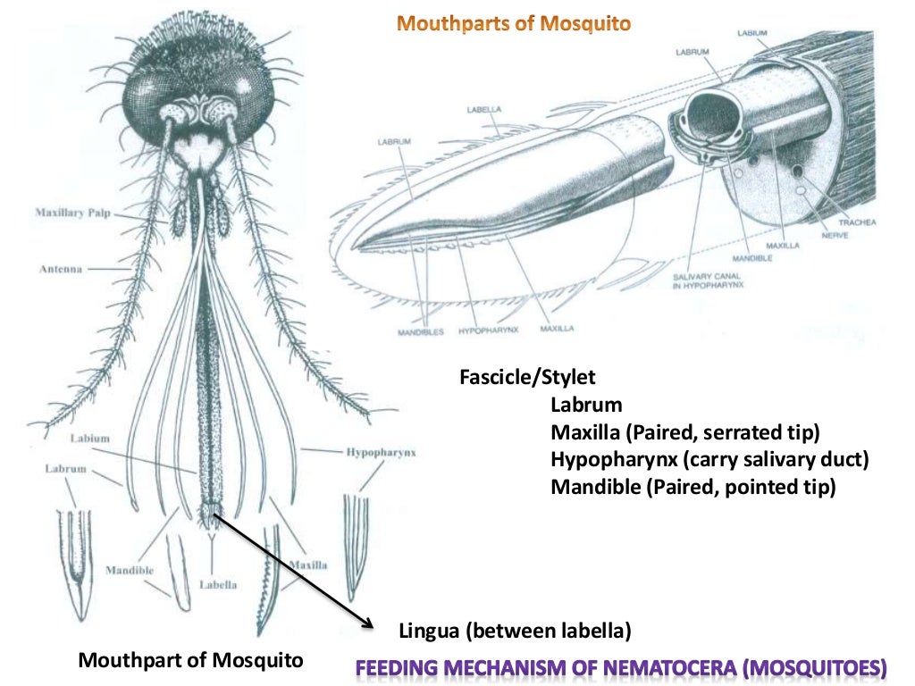 Mosquito presentation, Md Abdul Alim, Chittagong Veterinary and Anima…