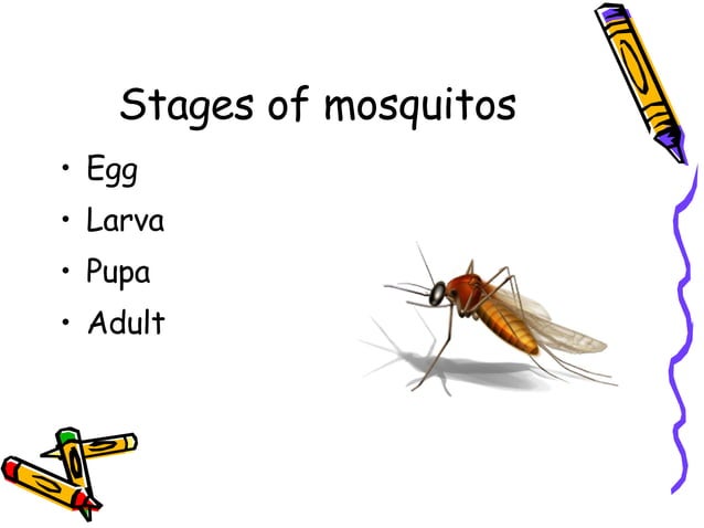 Mosquitos | PPT