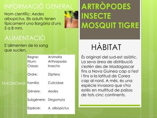 Mosquit tigre | PPTX