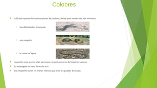 Mossegades d’animals | PPT