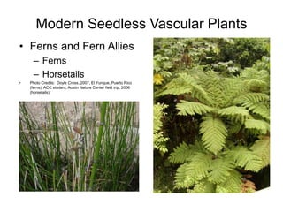 Mosses Ferns Lycopods revised.ppt