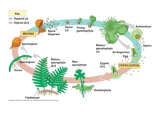 Mosses Ferns Lycopods revised.ppt