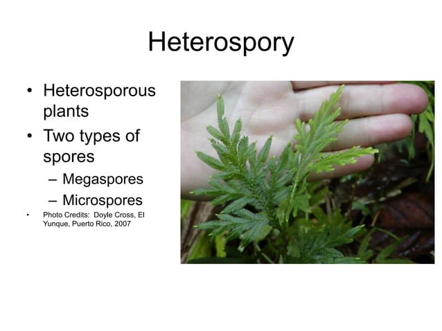 Mosses Ferns Lycopods revised.ppt