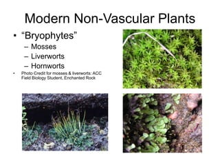 Mosses Ferns Lycopods revised.ppt