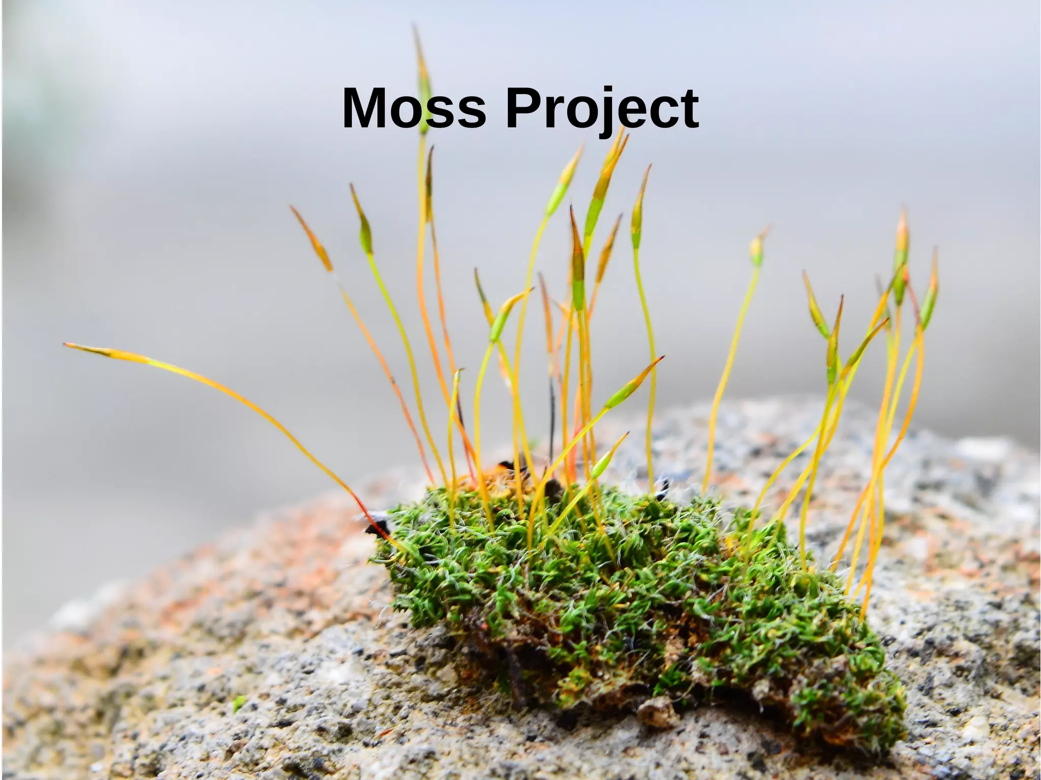 Moss project | ODP