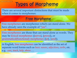 MORPHOLOGY | PPTX