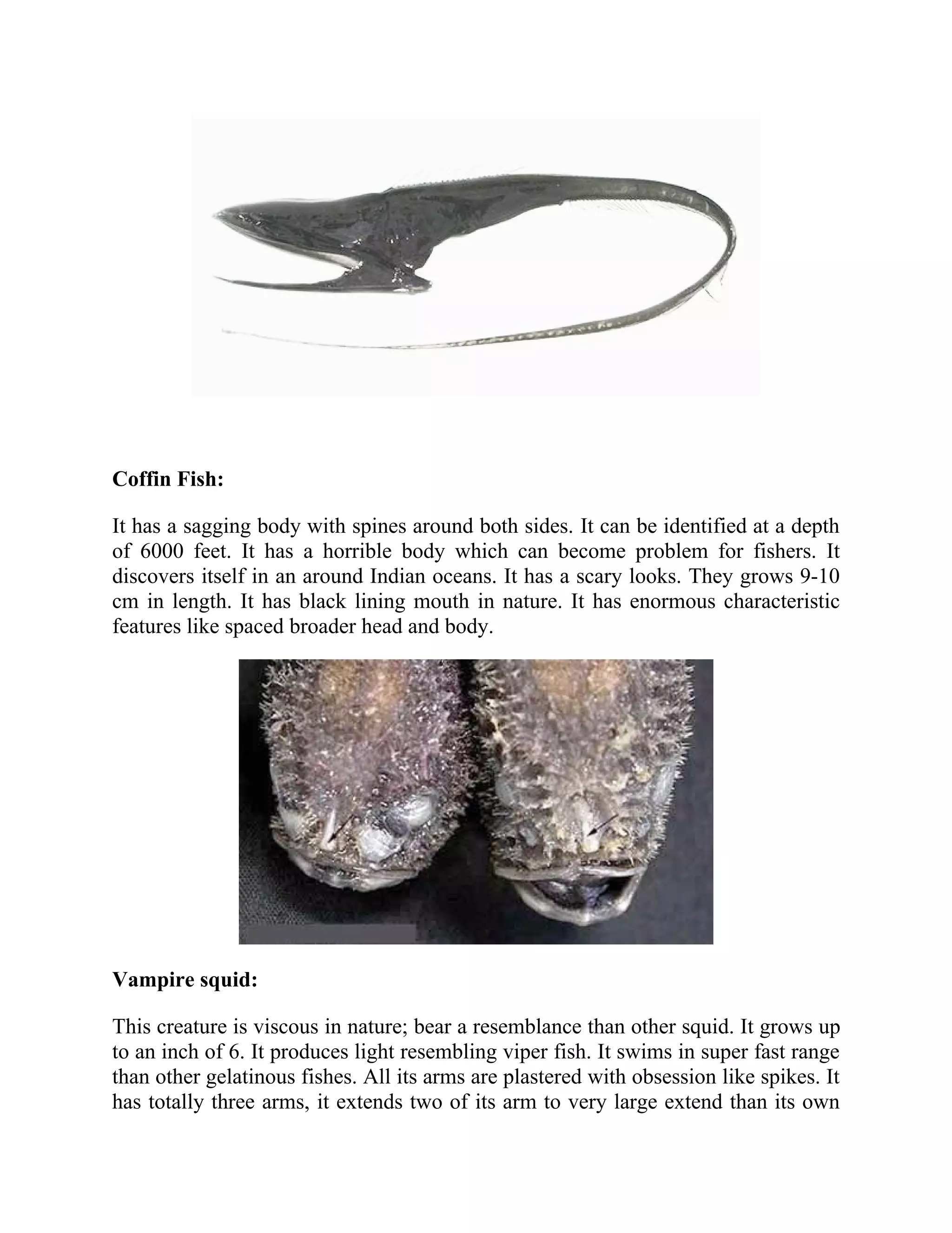 Most dangerous deep sea creatures | DOC