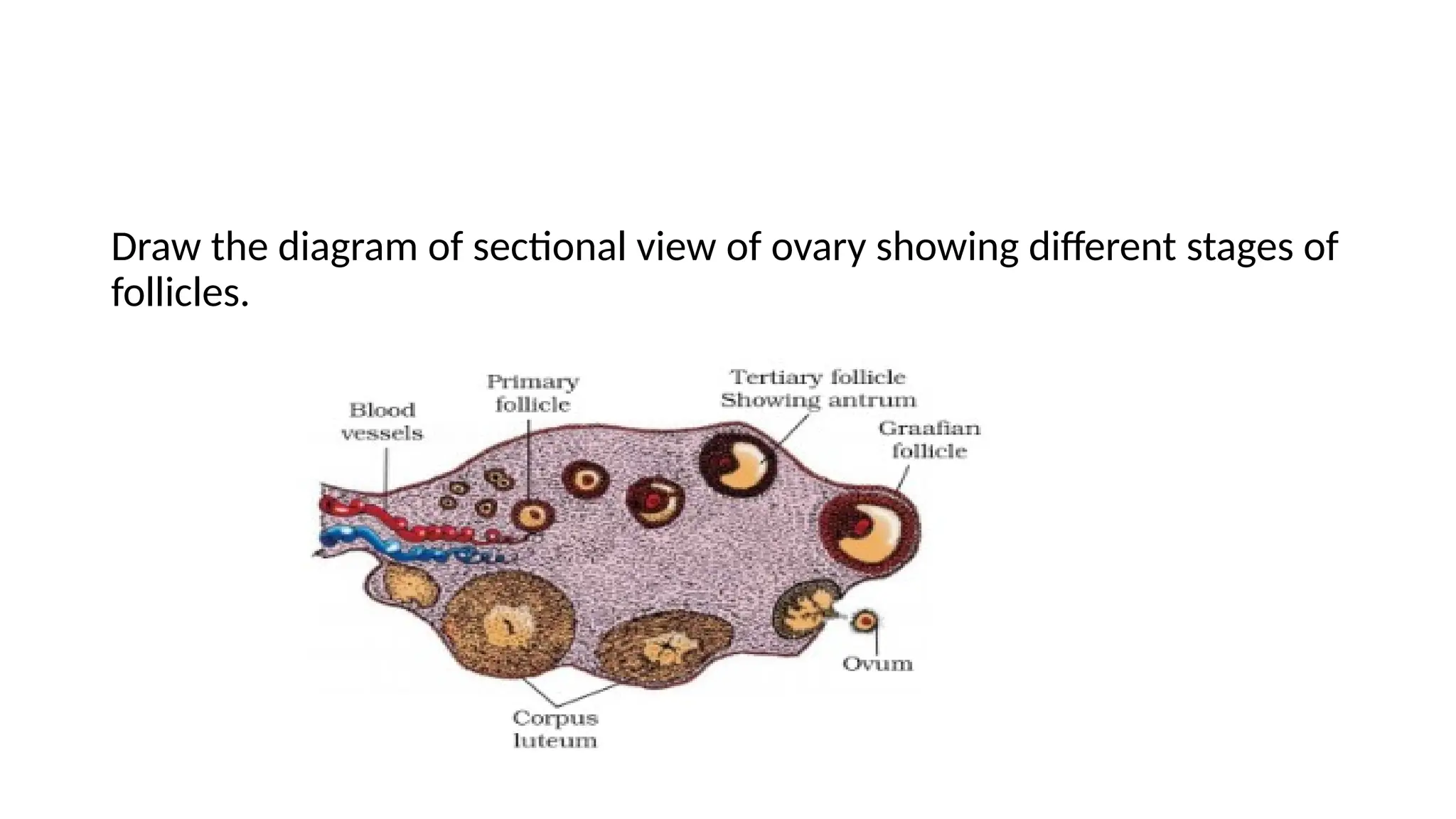 MOST IMPORTANT DIAGRAM 12TH.pptx,,,,,,,,,,,,,,, | PPTX