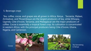 Most important product in Africa and their classification.pptx