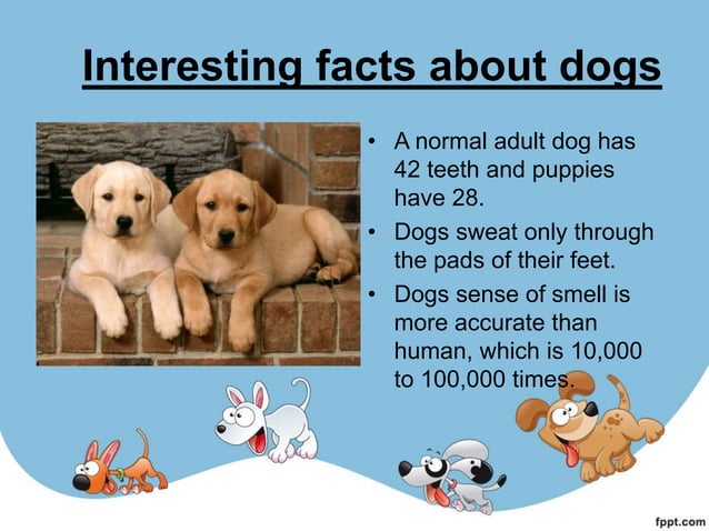 Most popular and least popular pets in india | PPT