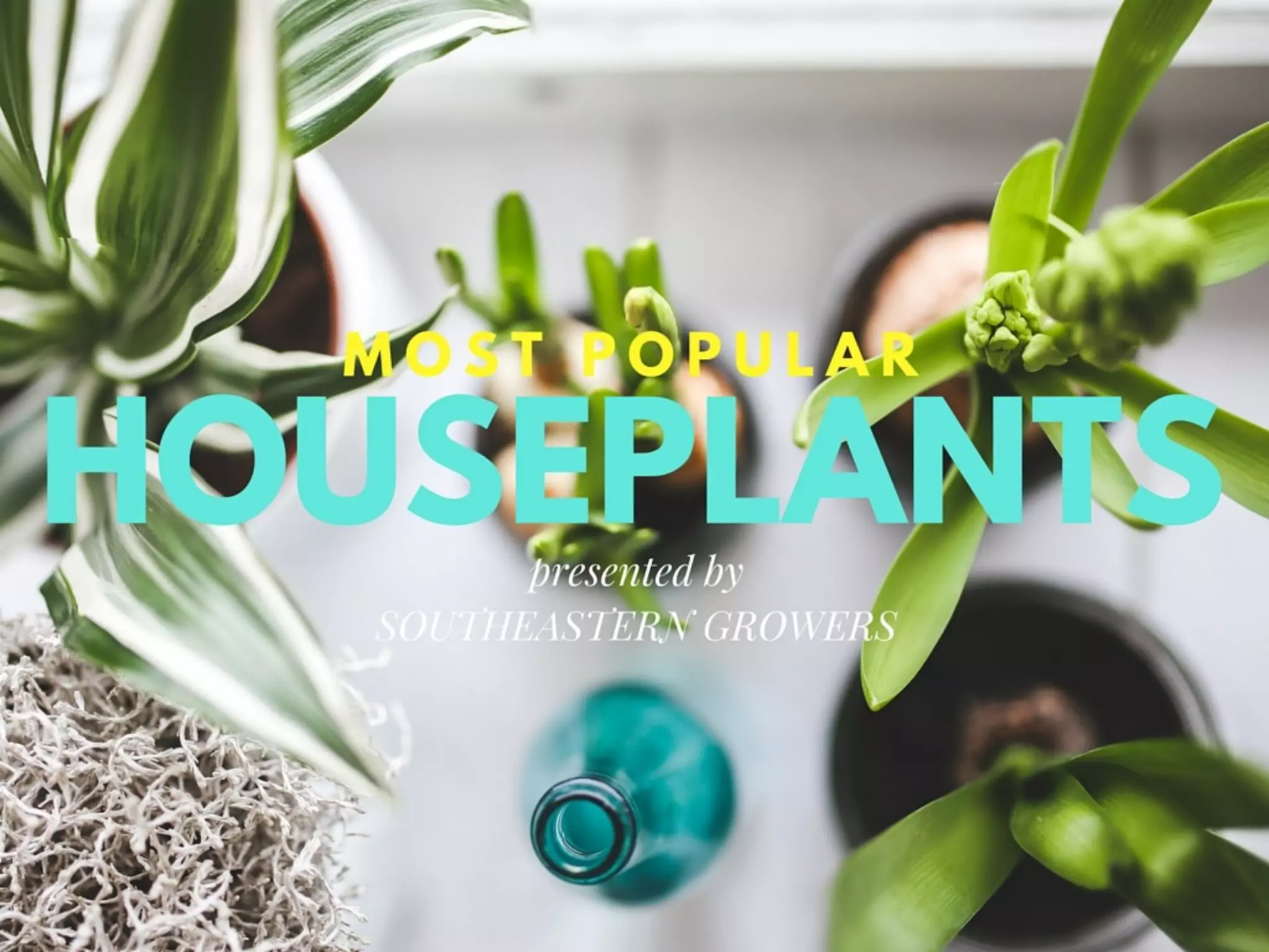 Most Popular Houseplants | PDF