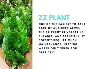 Most Popular Houseplants | PDF