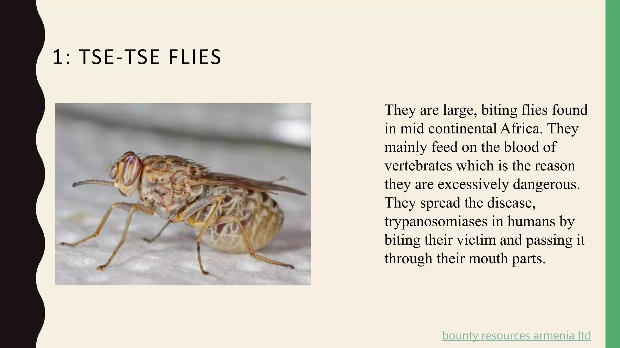 Most Venomous Insects in the World by Li Haidong Singapore | PPTX