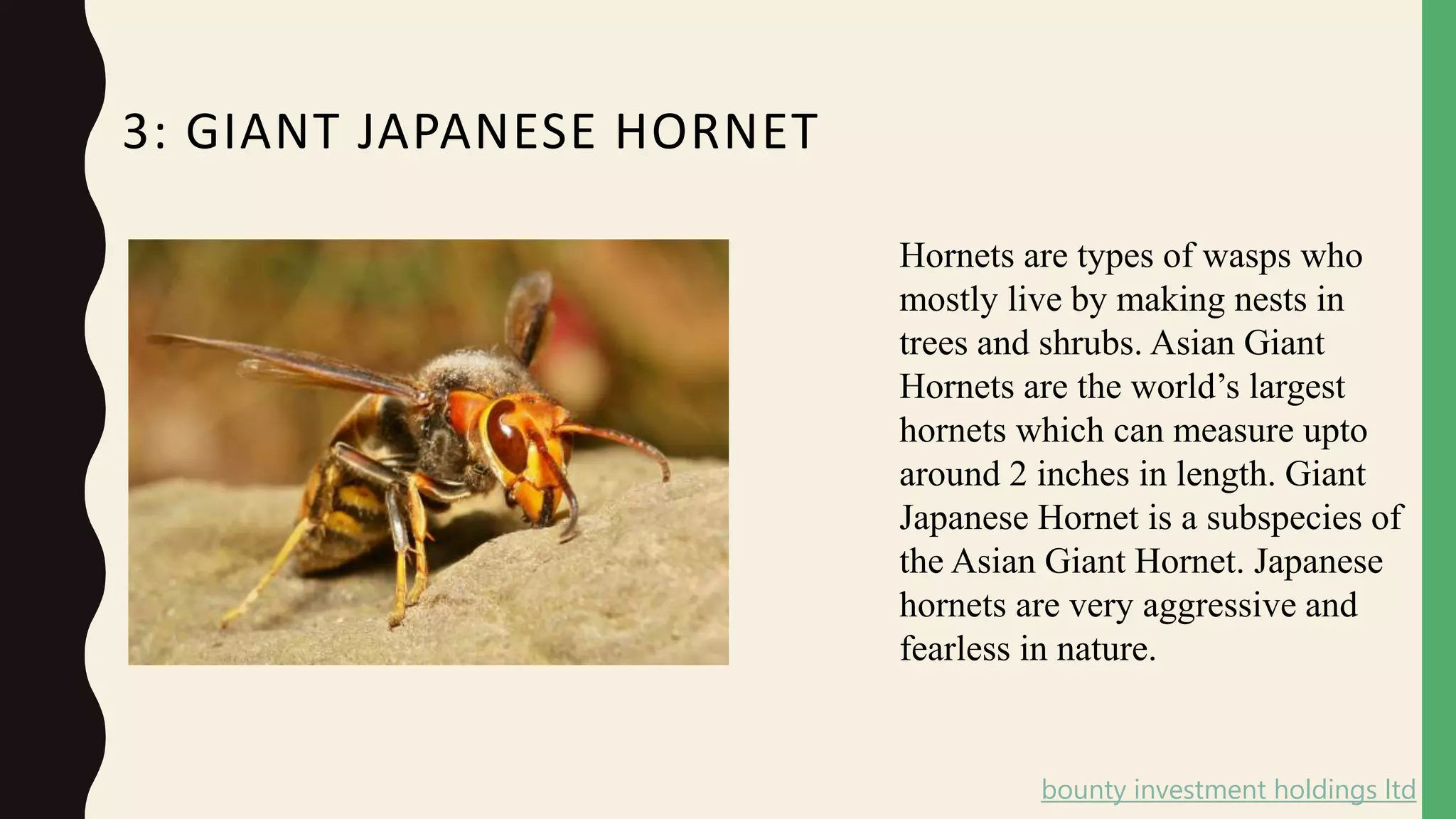 Most Venomous Insects in the World by Li Haidong Singapore | PPTX