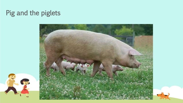 Animals and their youngs | PPT