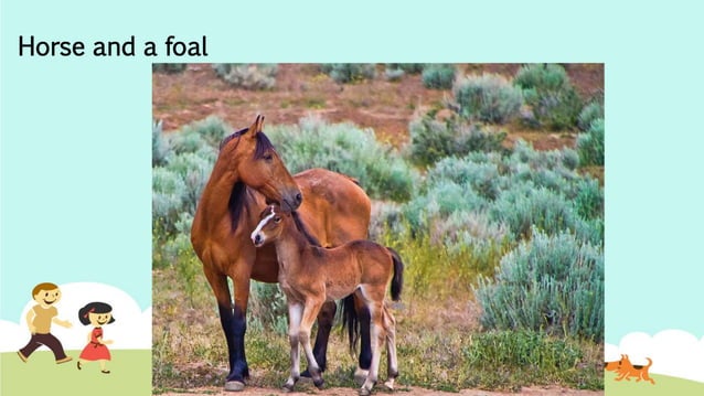 Animals and their youngs | PPT