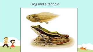 Animals and their youngs | PPT