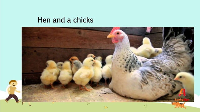Animals and their youngs | PPT