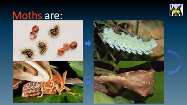 Moth Magic HKLS 20230422 (compressed pictures).pptx