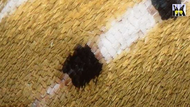 Moth Magic HKLS 20230422 (compressed pictures).pptx