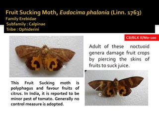 Moth of North Bengal, India part 1 | PPT