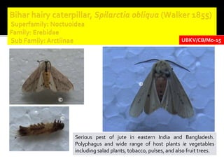Moth of North Bengal, India part 1 | PPT