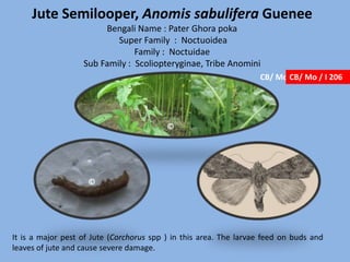 Moth of North Bengal Part 2 | PPTX