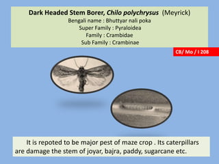 Moth of North Bengal Part 3 | PPTX