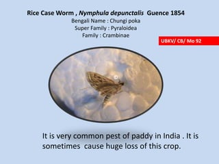 Moth of North Bengal Part 3 | PPTX