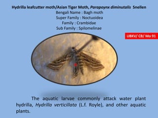 Moth of North Bengal Part 4 | PPTX